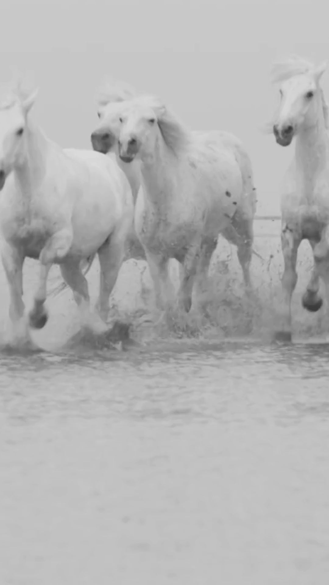 White Horse Perfume Cologne – R. Rebellion